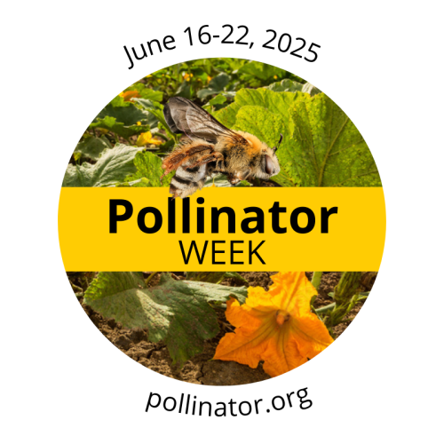 Bee Aware: Celebrating Pollinator Week with Zia Queenbees’ Melanie ...